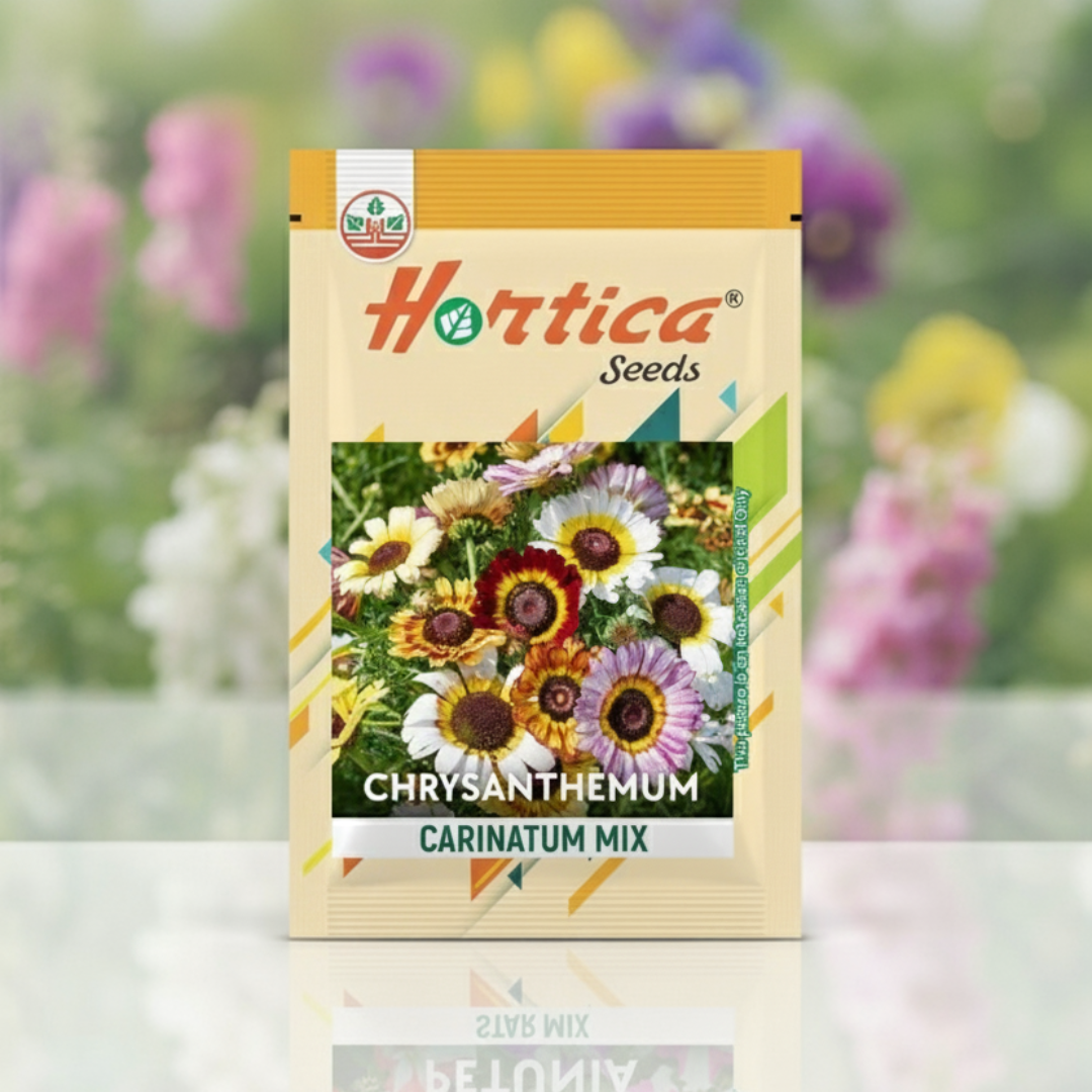Chrysanthemum carinatum Mix – Hortica - One Stop Garden Shop